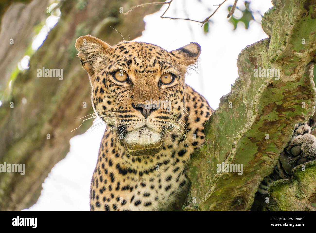Leopard in a Candelabra tree in Uganda, close-up Stock Photo - Alamy