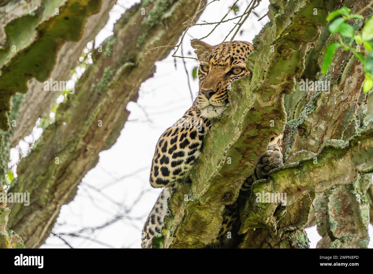 Cactus tree hi-res stock photography and images - Alamy