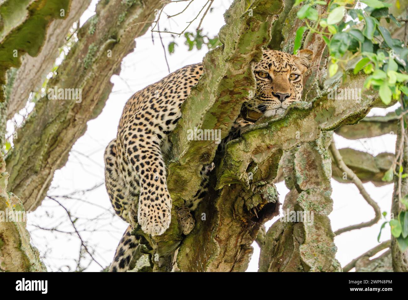 Leopard relaxing in a cactus tree in Uganda Stock Photo - Alamy
