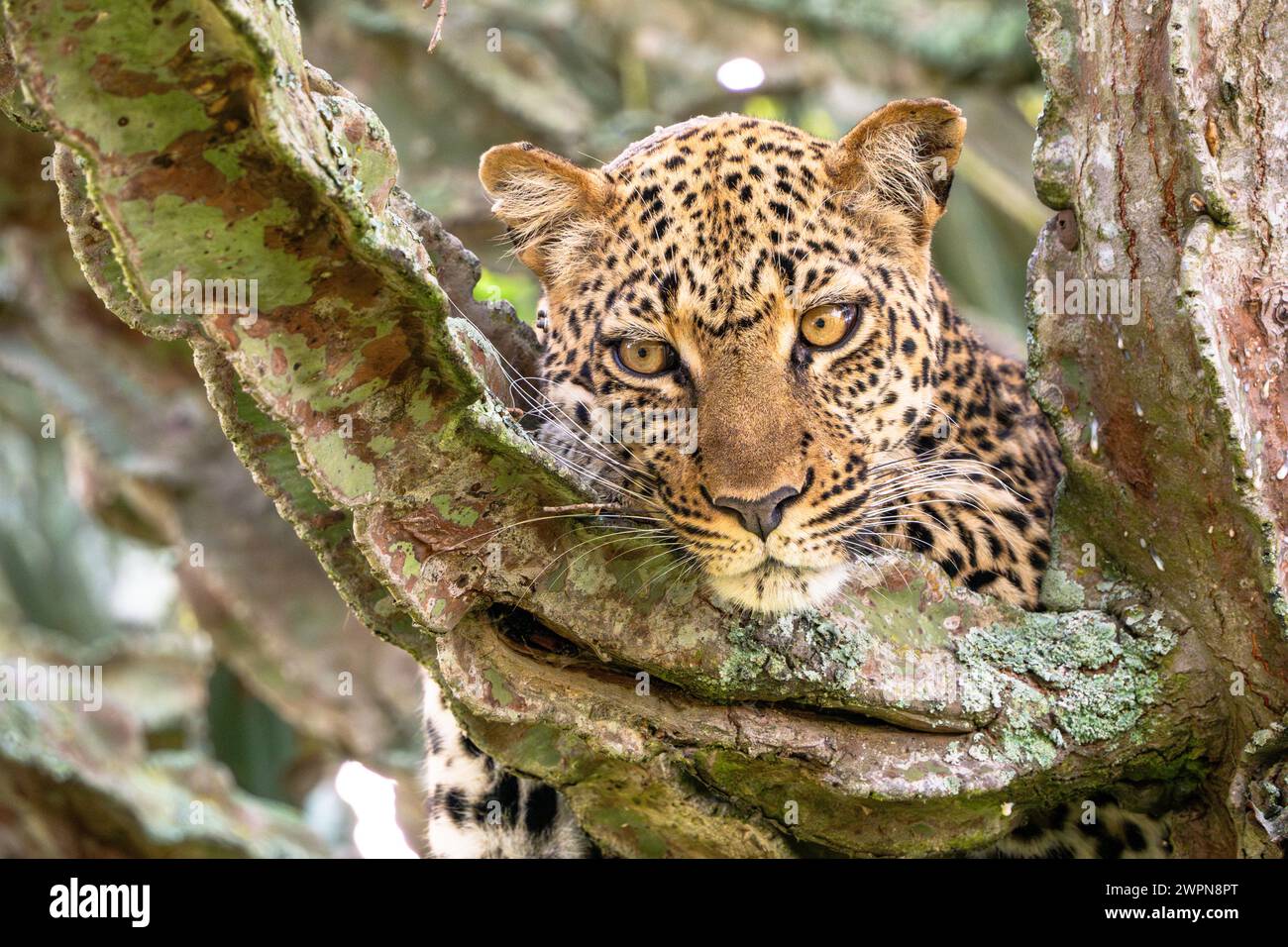 Leopard in a Candelabra tree in Uganda, close-up Stock Photo - Alamy