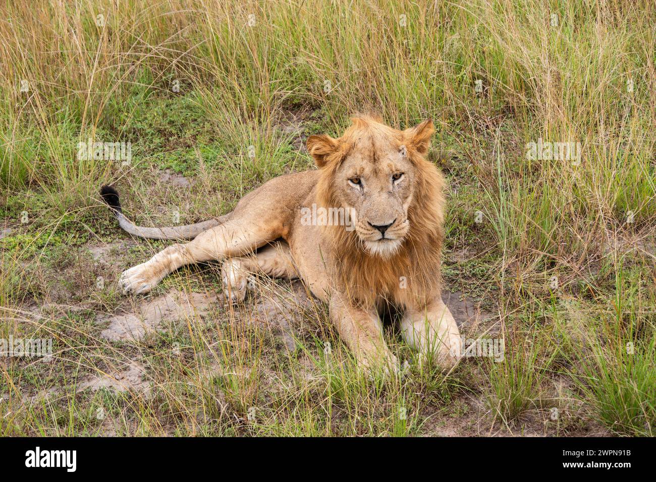 Male lion resting in the savanna in Queen Elizabeth Park, Uganda Stock ...