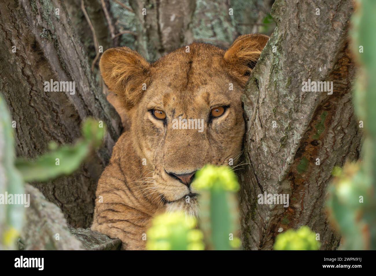 Lioness relaxing in a cactus tree in Queen Elizabeth Park, Uganda close ...