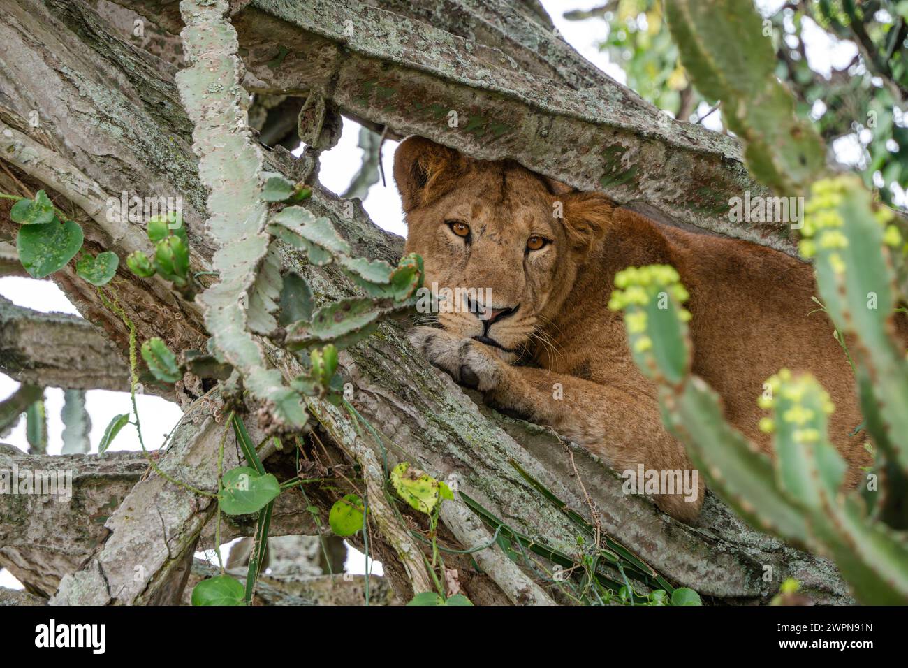Lioness relaxing in a cactus tree in Queen Elizabeth Park, Uganda close ...