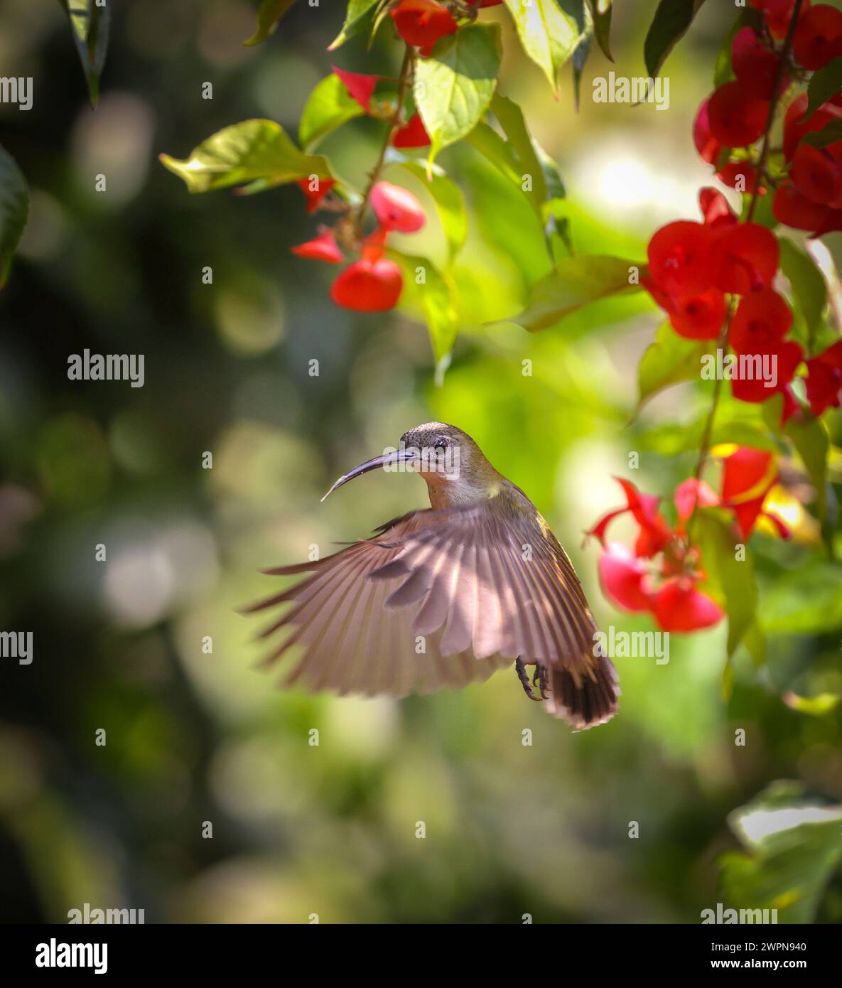 Little spiderhunter flying hi-res stock photography and images - Alamy