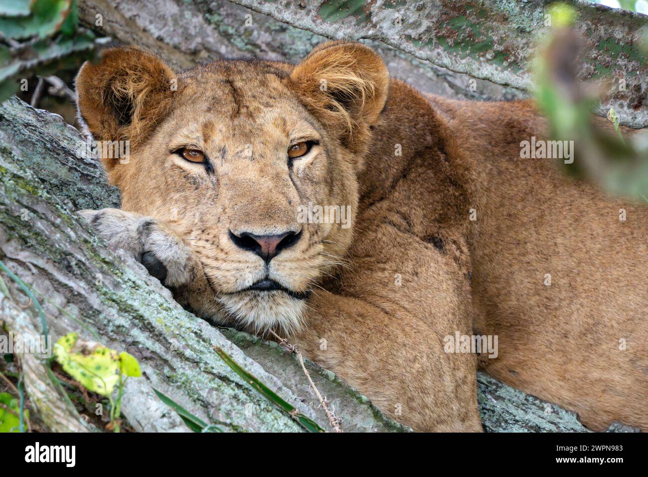 Lioness relaxing in a cactus tree in Queen Elizabeth Park, Uganda close ...