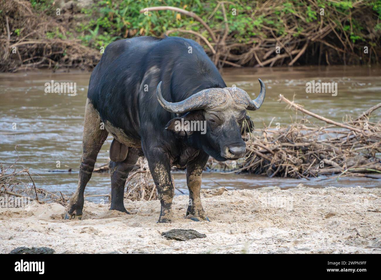 Cape buffalo are one of the largest and most dangerous mammals in ...