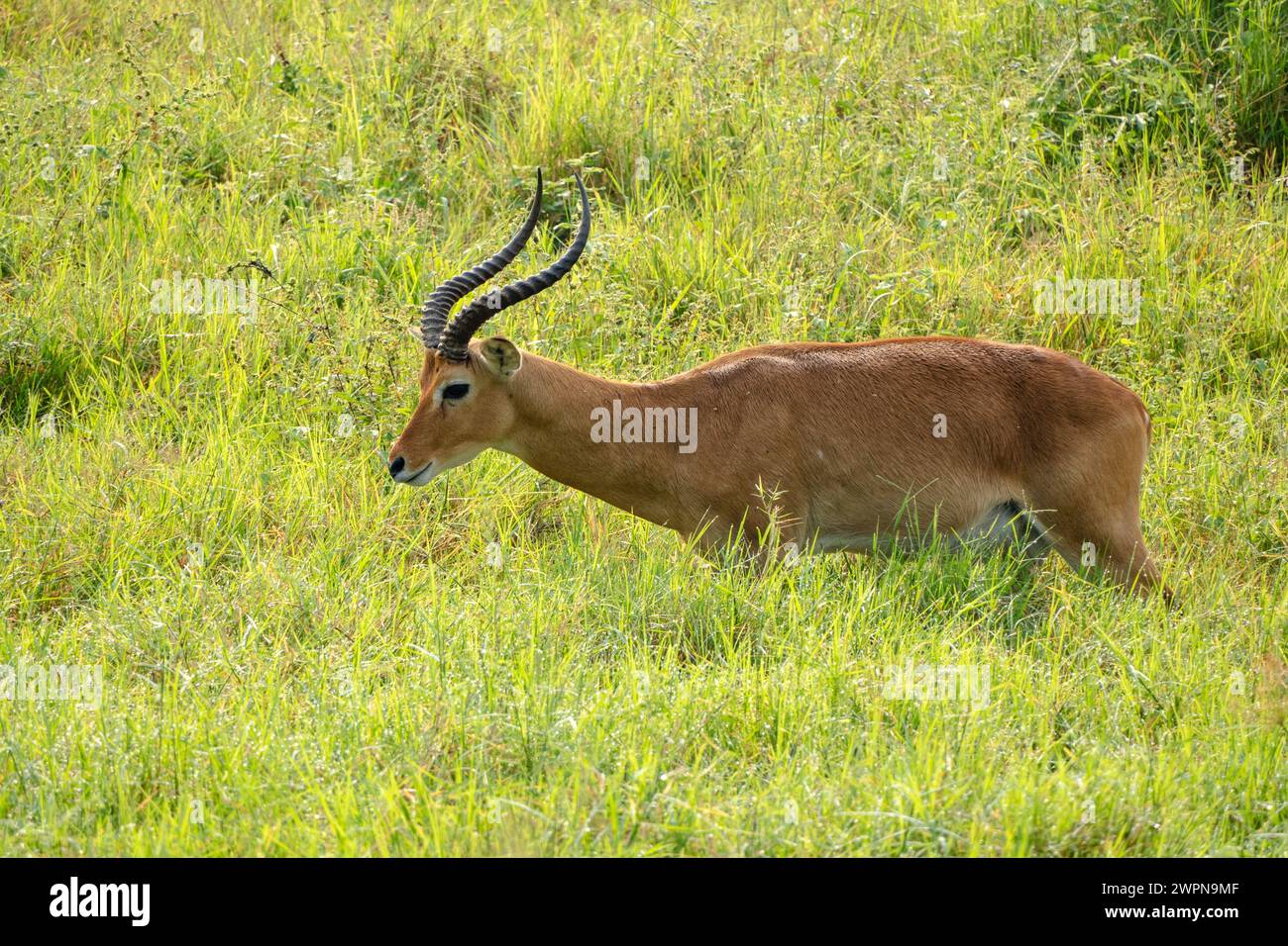Ugandan Kob is a golden-brown antelope commonly seen in plains and ...