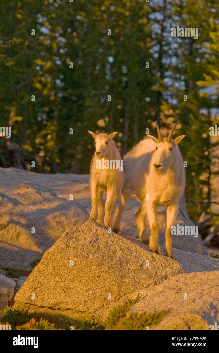 Mountain goat goats Oreamnos americanus in the Enchantments Alpine ...