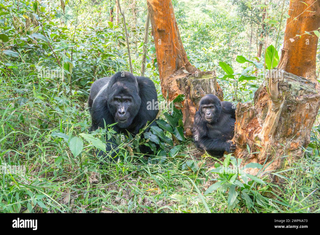 Maraya, the largest Silverback mountain gorilla with young gorilla in ...