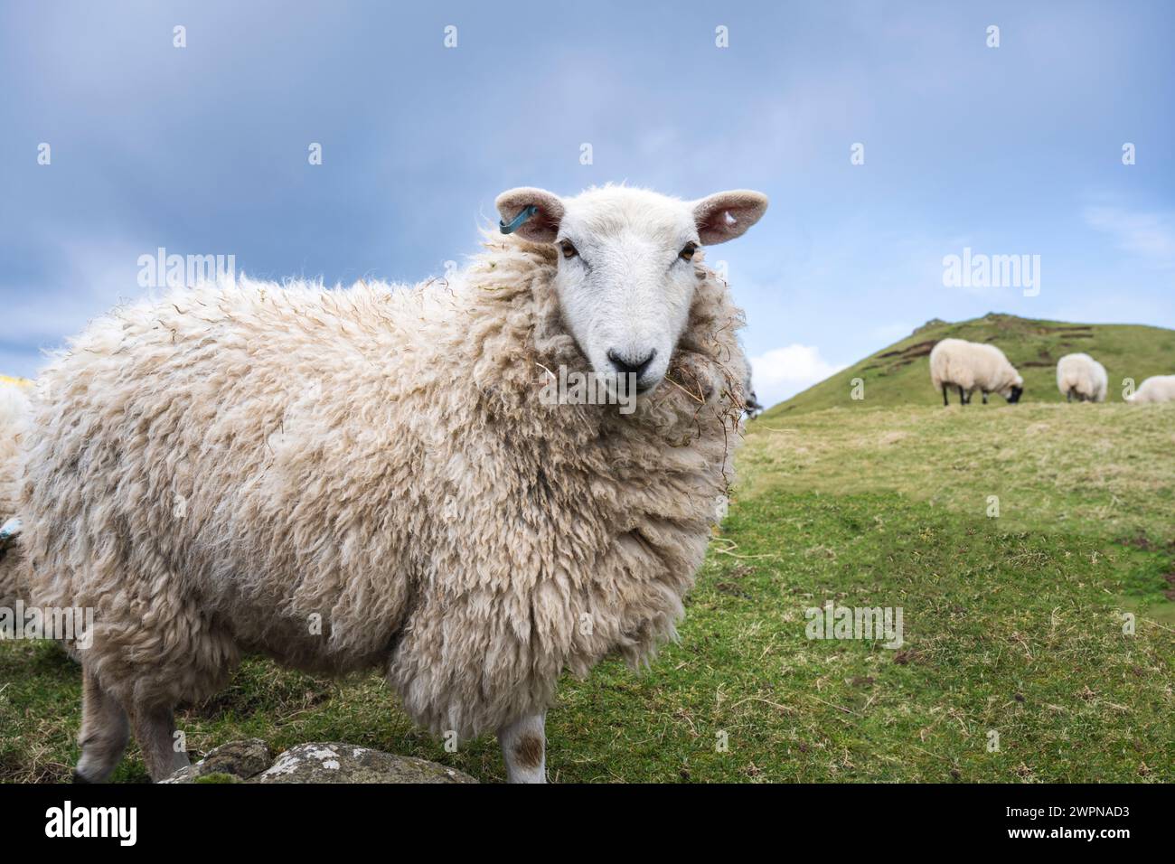 United Kingdom, Scotland, Isle of Skye, Sheep Stock Photo - Alamy