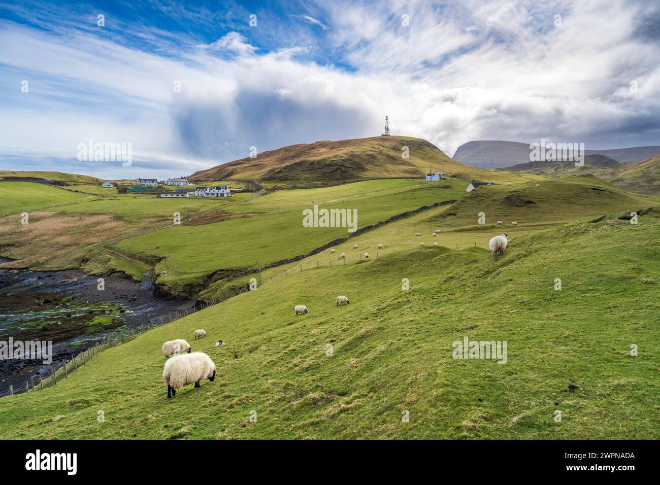 United Kingdom, Scotland, Isle of Skye, Flock of sheep Stock Photo - Alamy