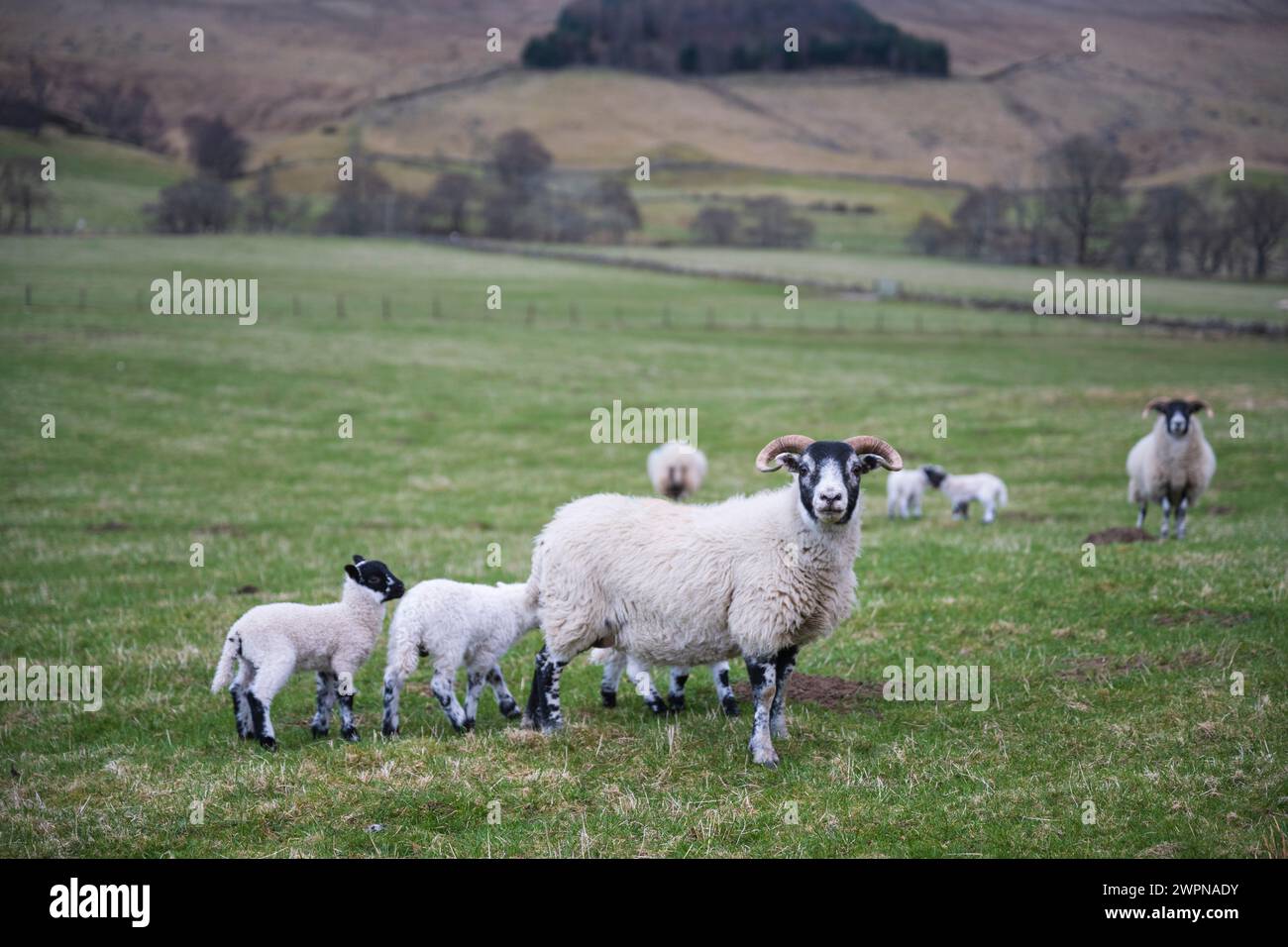 Scottish highlands sheep hi-res stock photography and images - Alamy