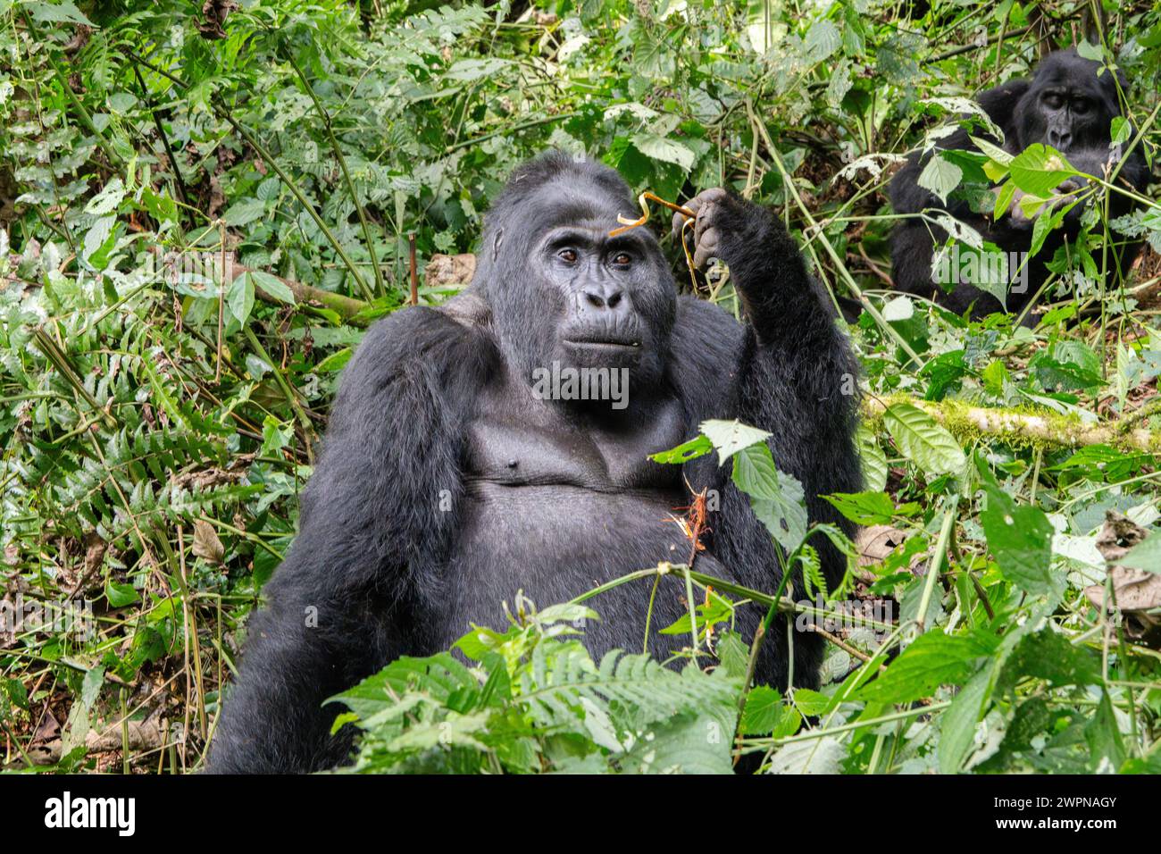 Silverback gorilla in forest hi-res stock photography and images - Alamy