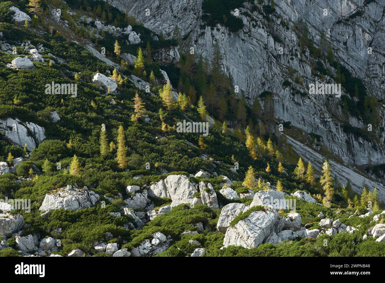 Young conifers hi-res stock photography and images - Alamy