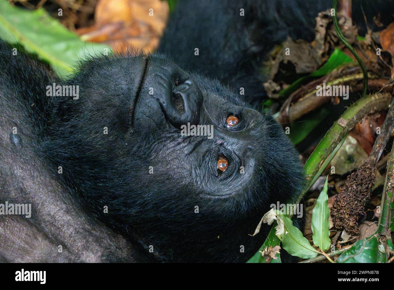 Gorilla lying gorilla gorilla hi-res stock photography and images - Alamy