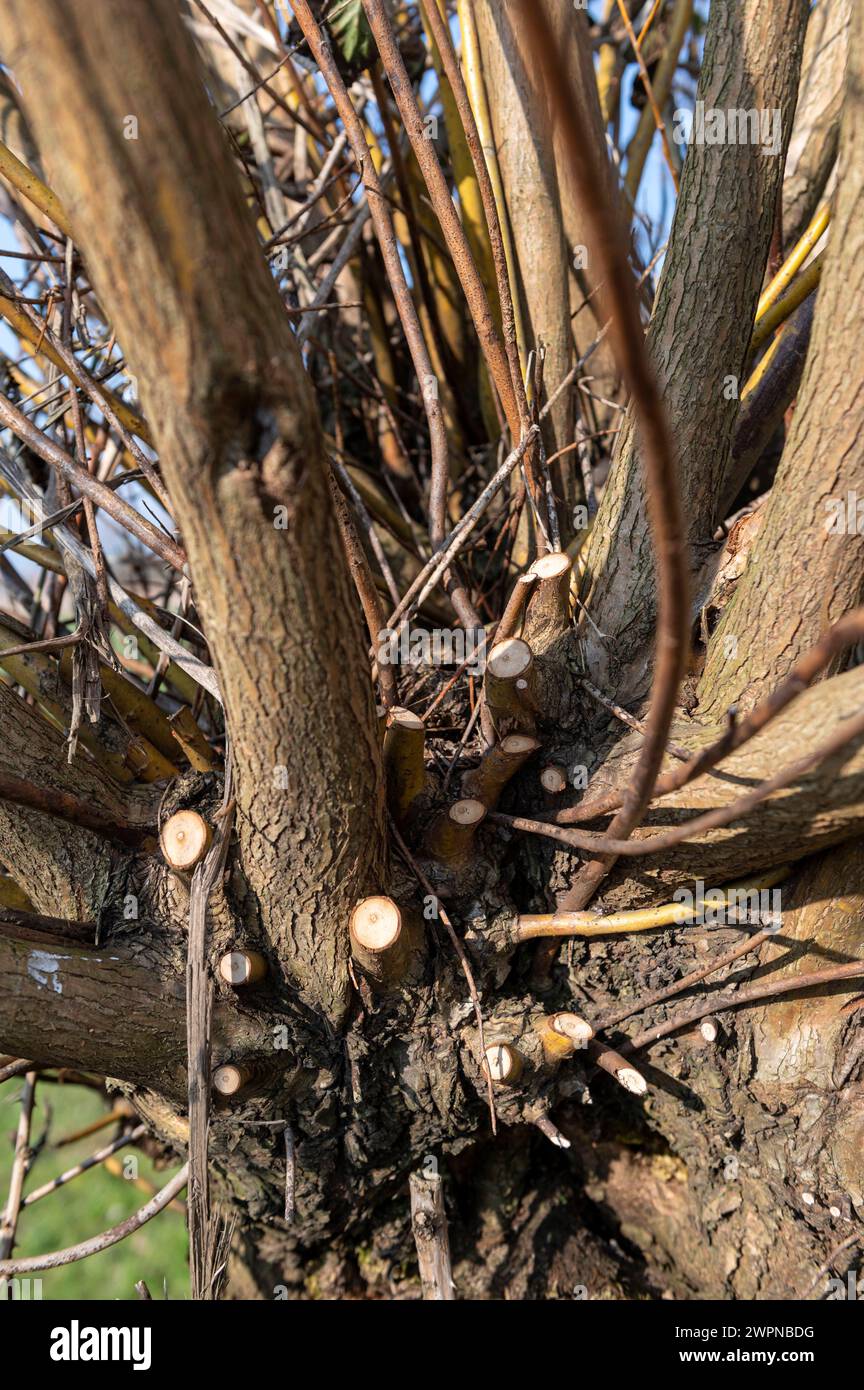 Amsterdam The Netherlands 8th March 2024 Gardening. Recently pollarded ...