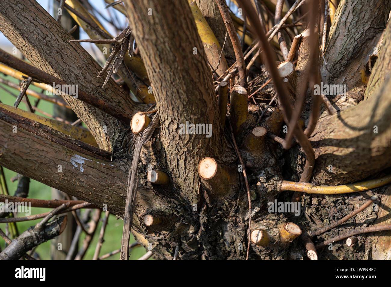Amsterdam The Netherlands 8th March 2024 Gardening. Recently pollarded ...