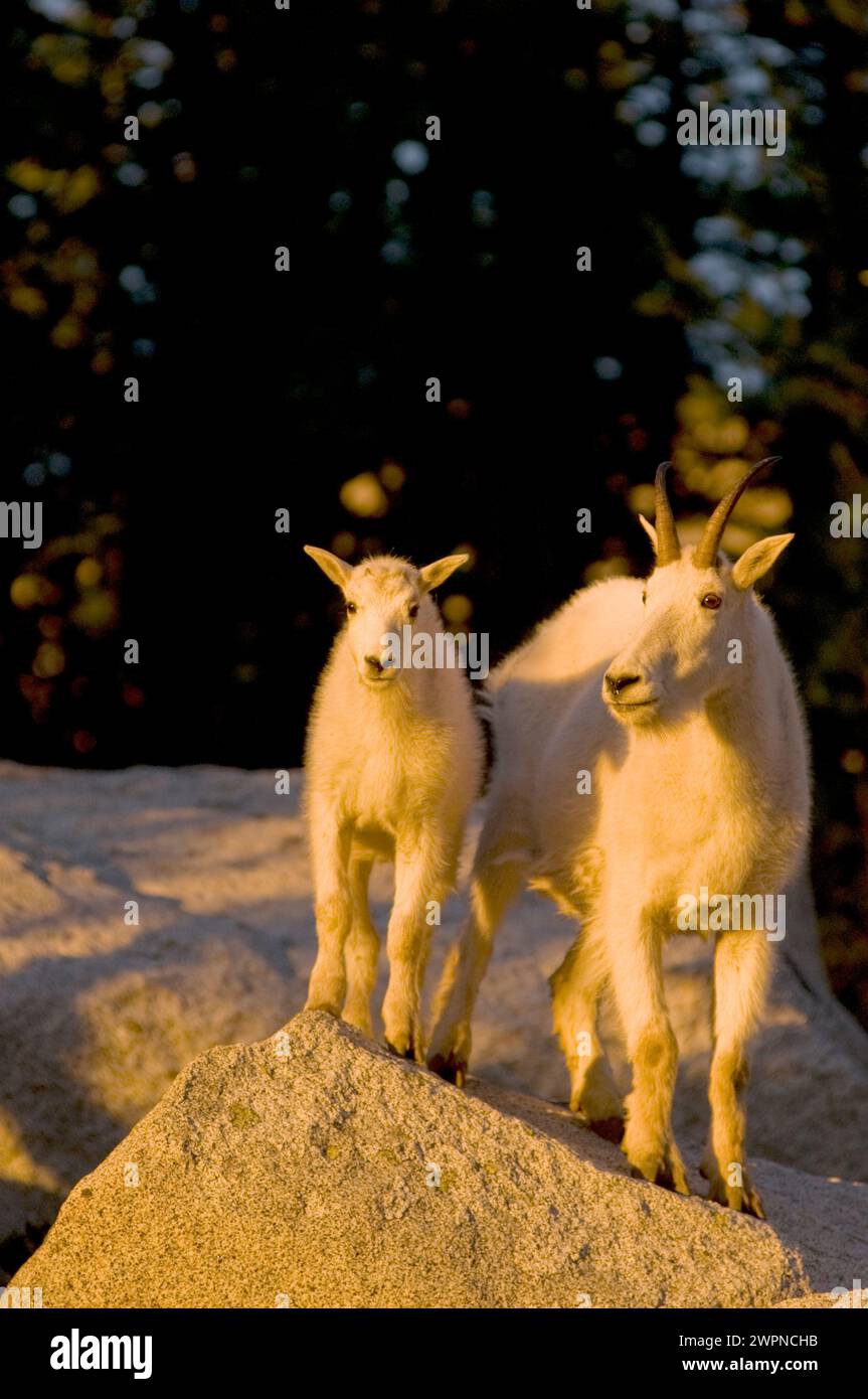 Mountain goat goats Oreamnos americanus in the Enchantments Alpine ...