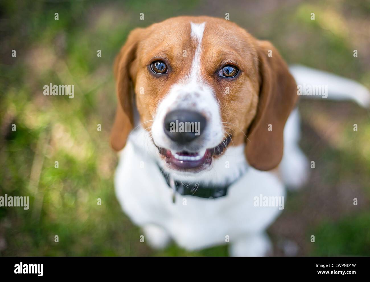 A Beagle mixed breed dog sitting outdoors and looking up at the camera ...