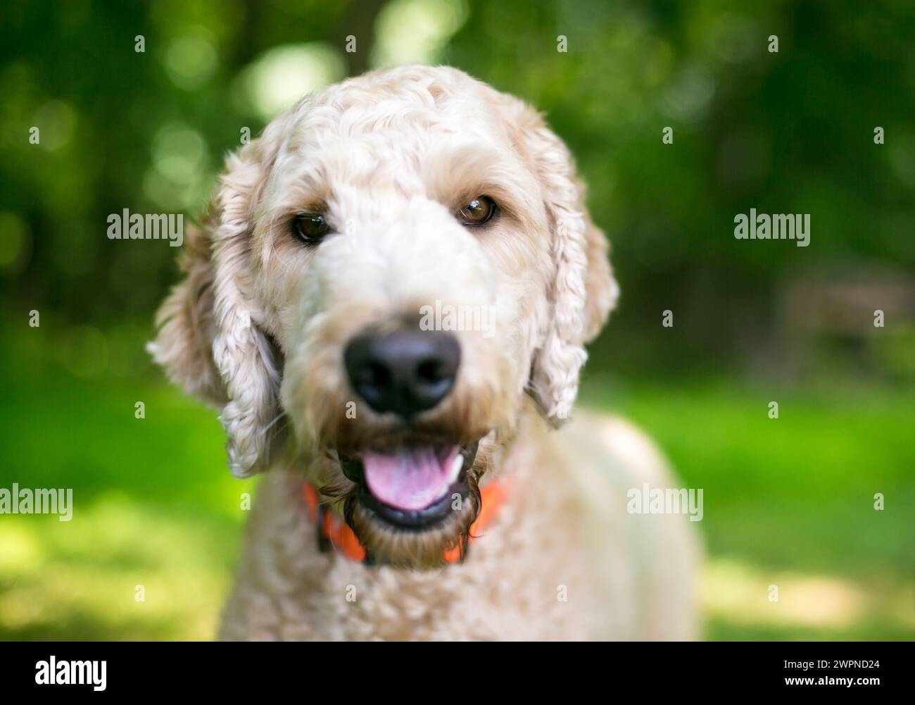 A Golden Retriever x Poodle mixed breed dog, also known as a ...