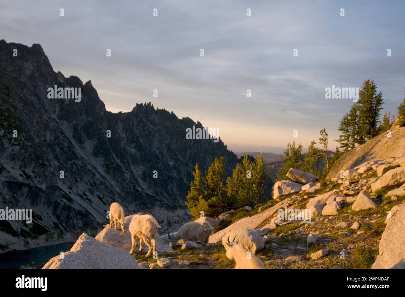 Mountain goats Oreamnos americanus in the Enchantments Alpine Lakes ...