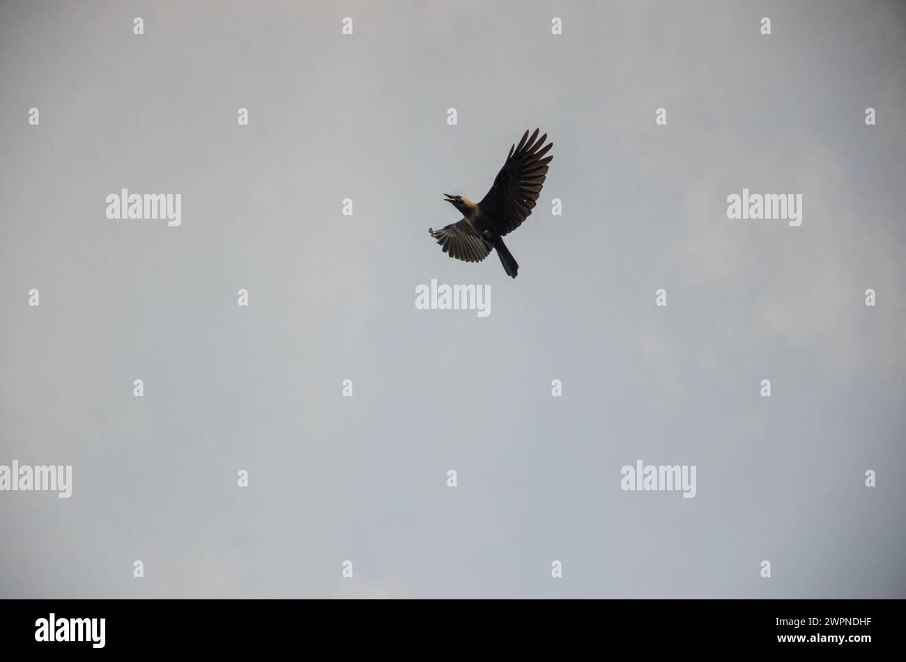 A crow with open wings in the sky , this picture I clicked in India ...