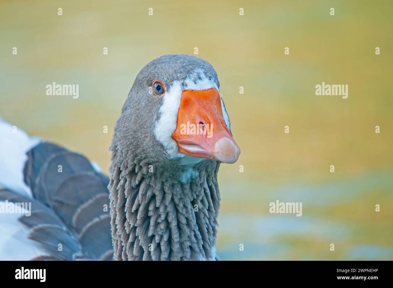 Goose vector cut hi-res stock photography and images - Alamy