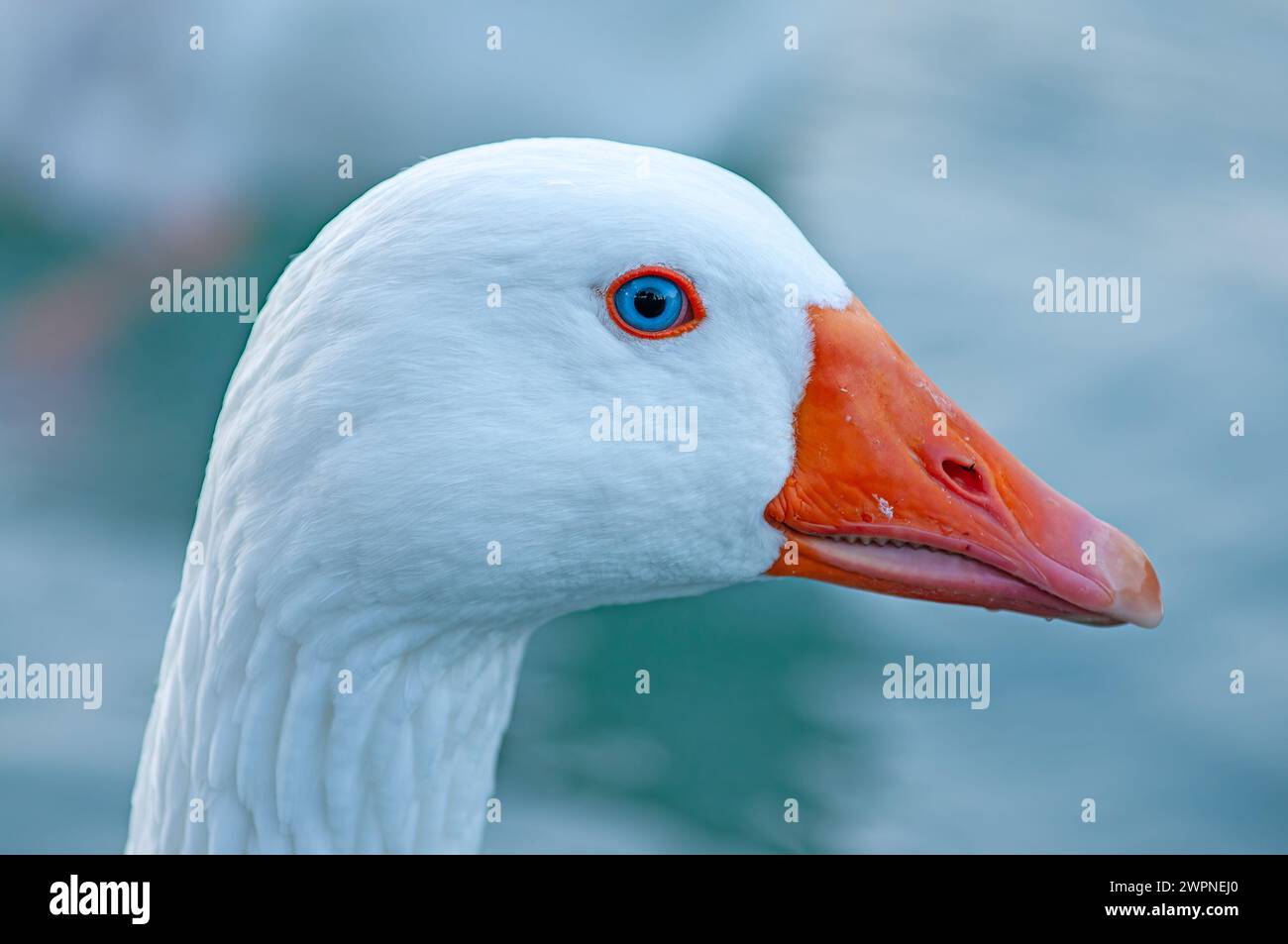 Close-up of a white domestic goose with blue eyes Stock Photo - Alamy
