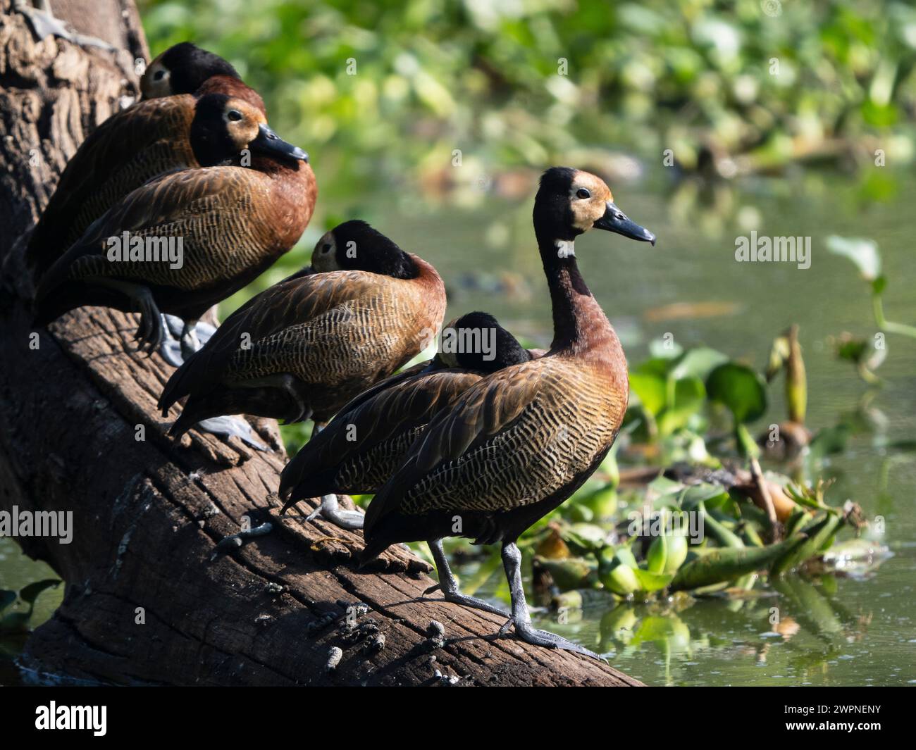Madagascar duck hi-res stock photography and images - Alamy
