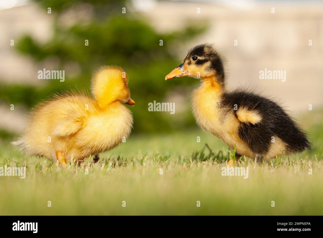 Black brown and yellow ducklings hi-res stock photography and images ...