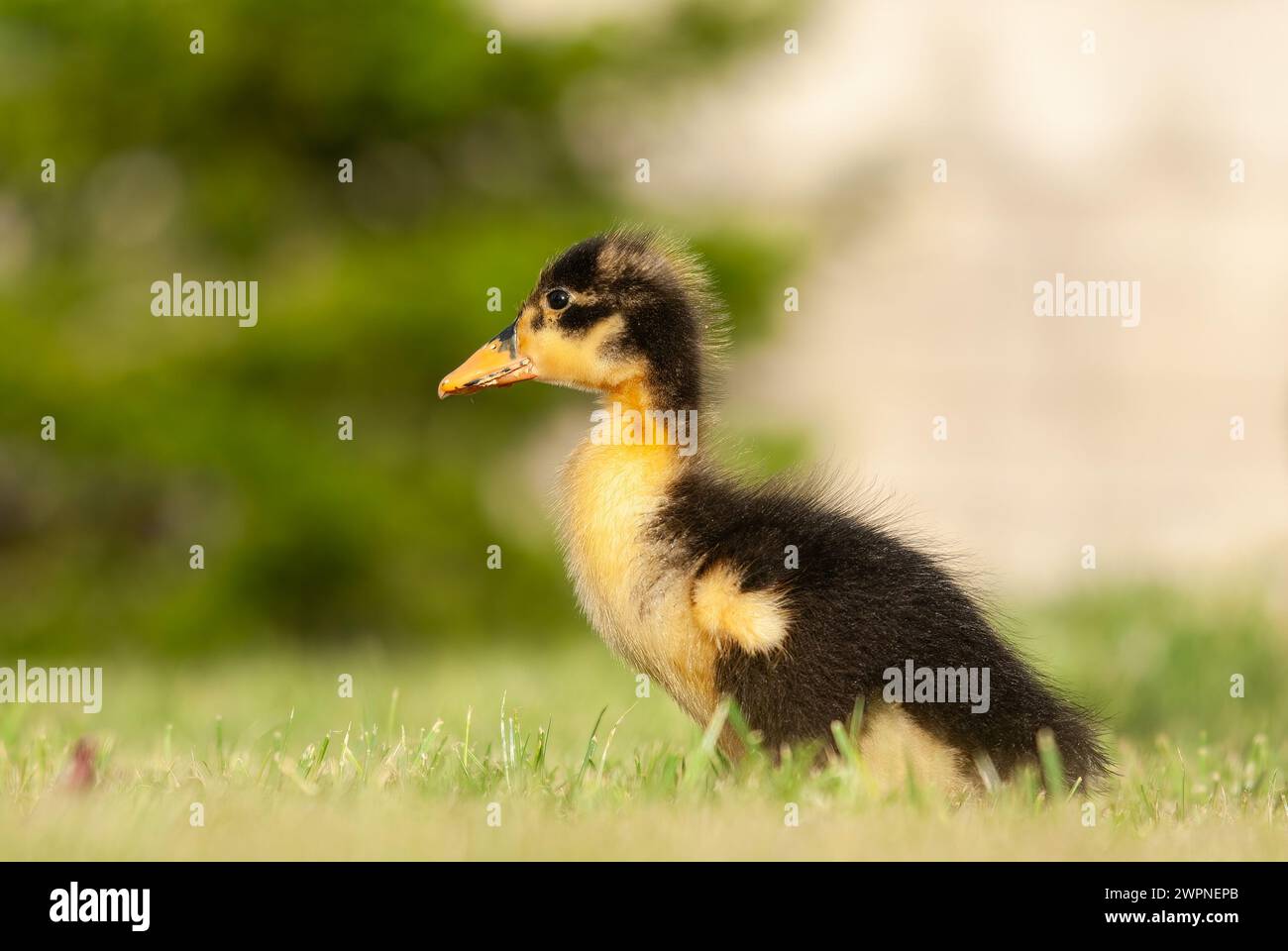 Black brown and yellow ducklings hi-res stock photography and images ...