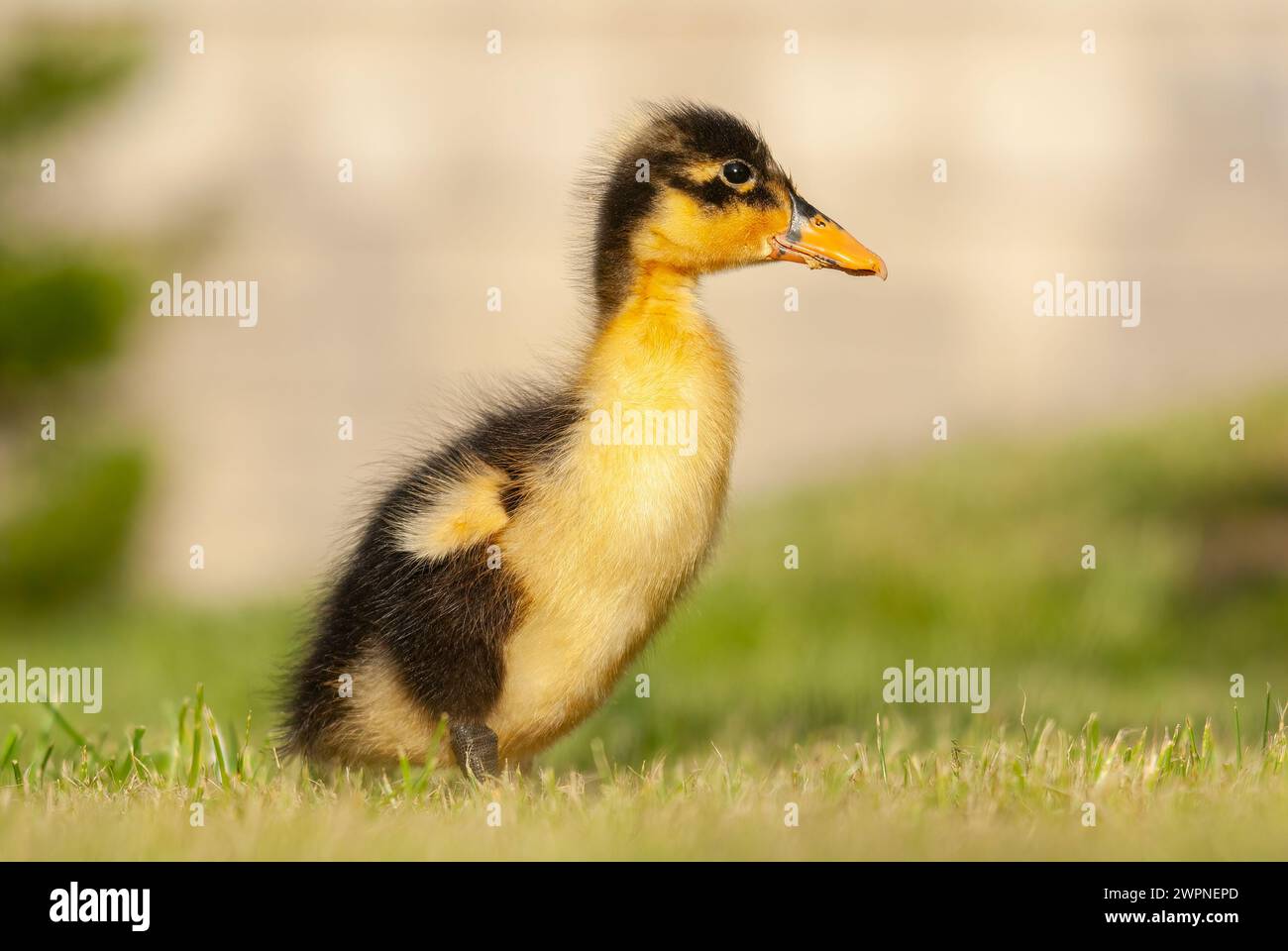 Black brown and yellow ducklings hi-res stock photography and images ...