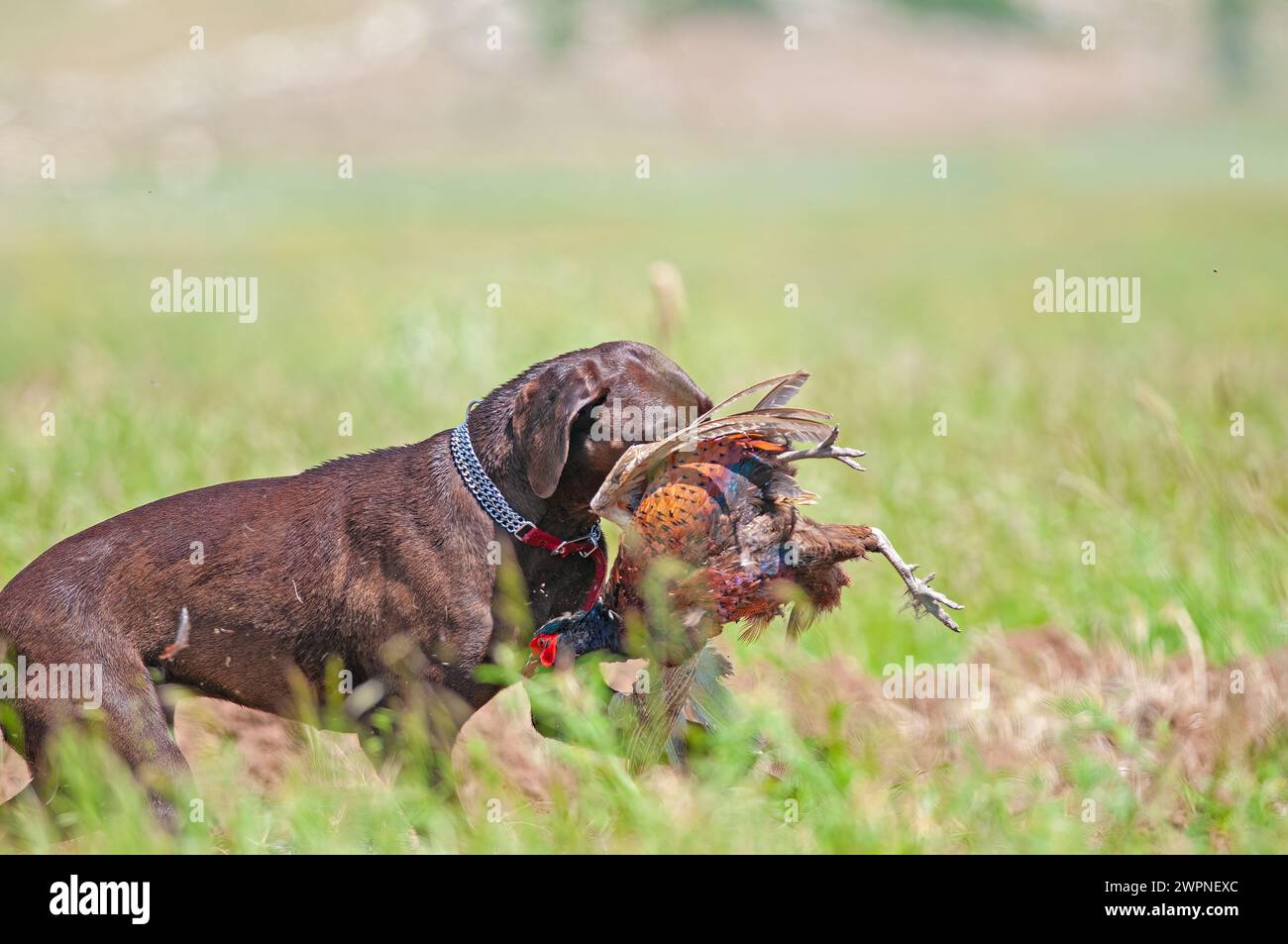 A dog that brings a bird shot by a hunter back to its owner. (Common ...