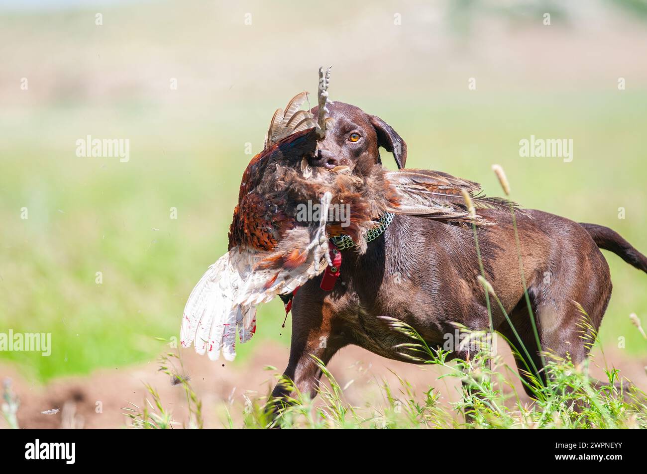 A dog that brings a bird shot by a hunter back to its owner. (Common ...