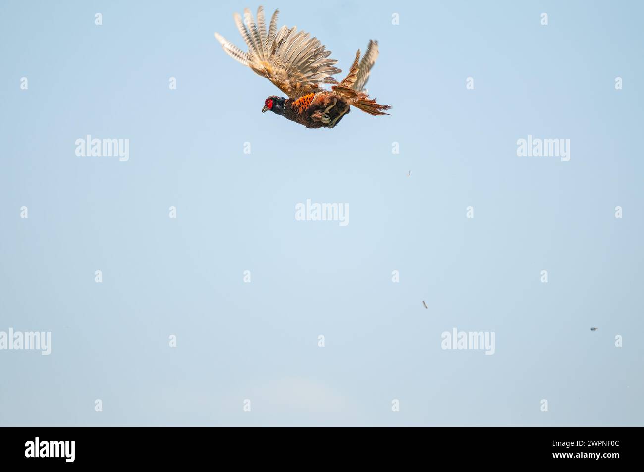 The moment the Common Pheasant bird is shot by the hunter in the sky ...