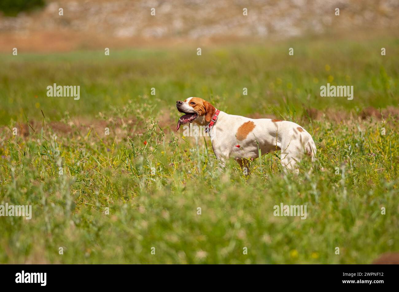Stalking its prey hi-res stock photography and images - Alamy
