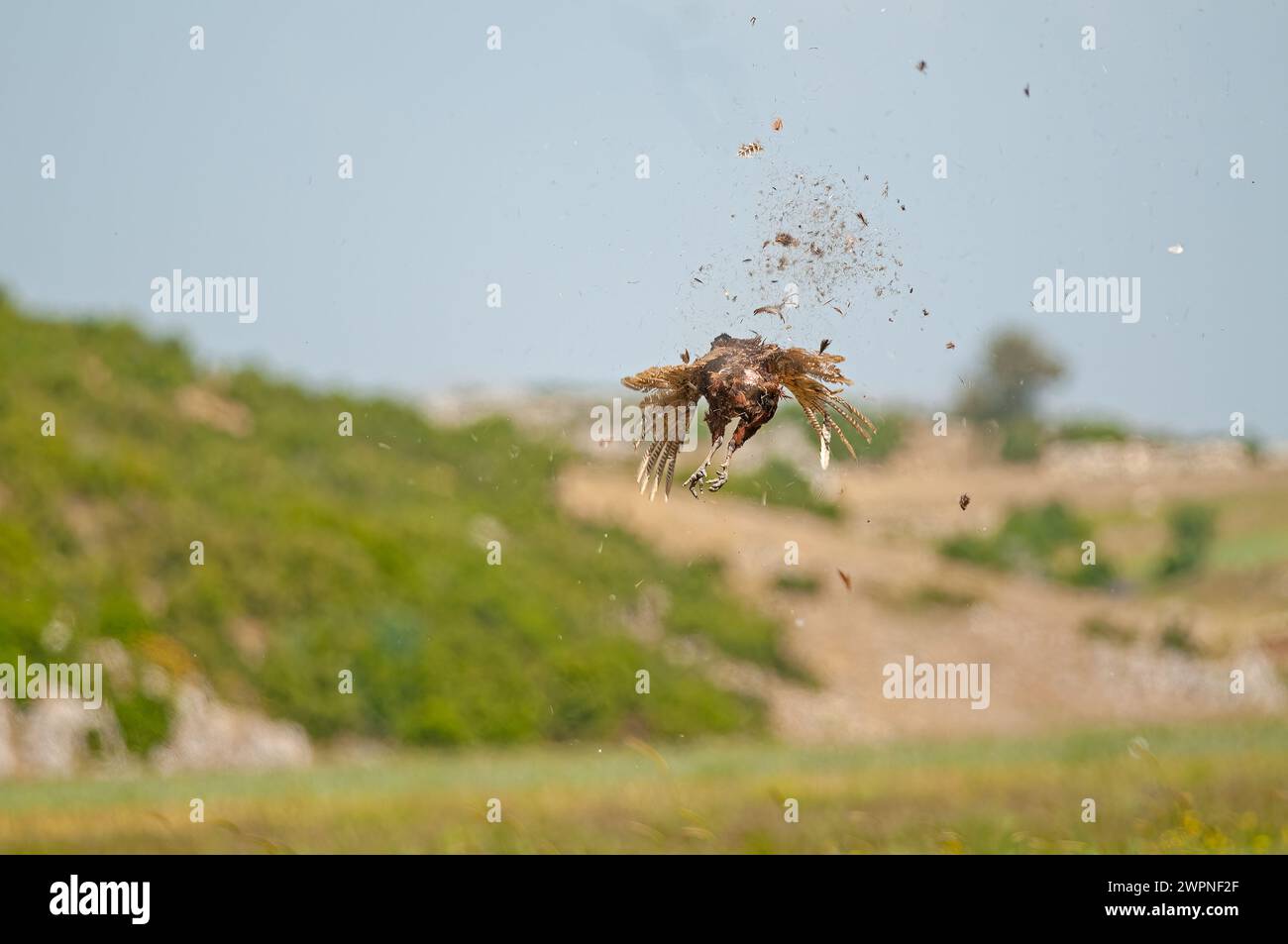 The moment the Common Pheasant bird is shot by the hunter in the sky ...