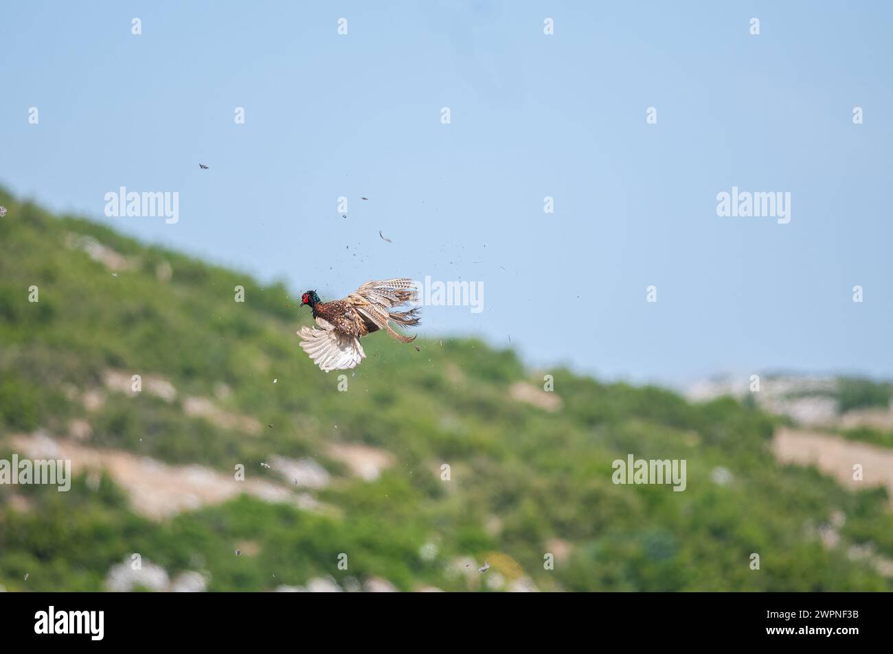 The moment the Common Pheasant bird is shot by the hunter in the sky ...