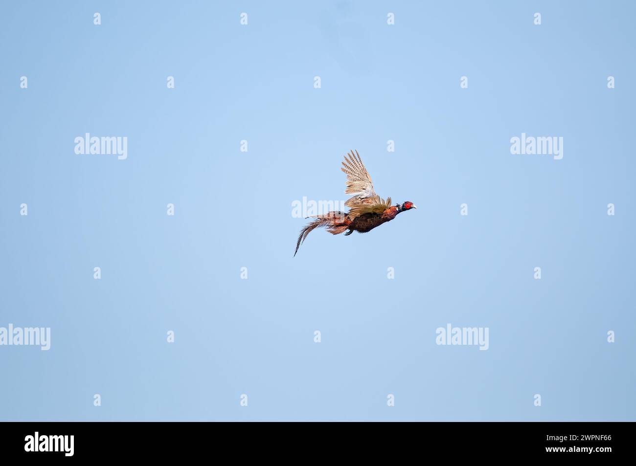 The moment the Common Pheasant bird is shot by the hunter in the sky ...