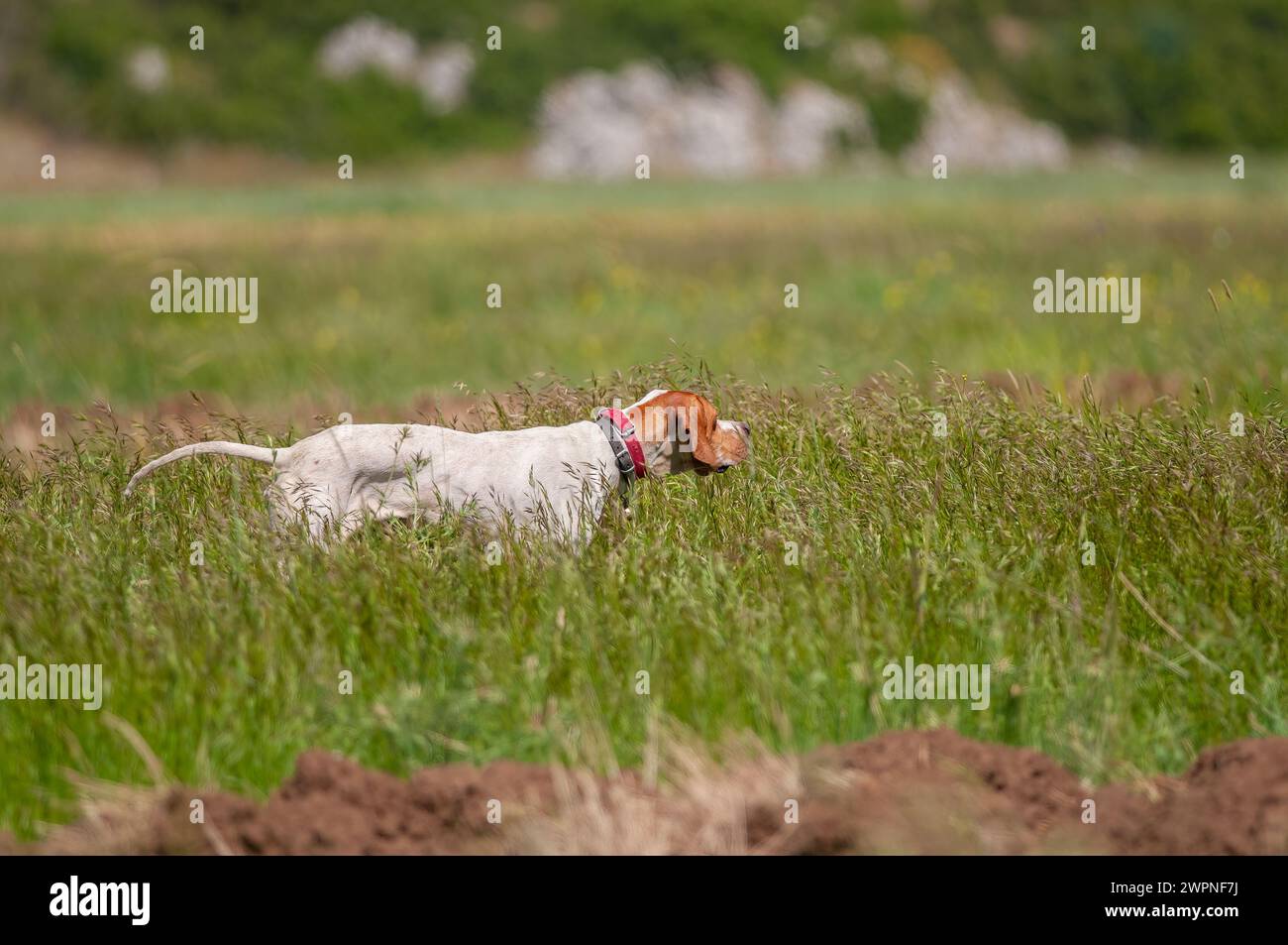 Stalking your prey hi-res stock photography and images - Alamy
