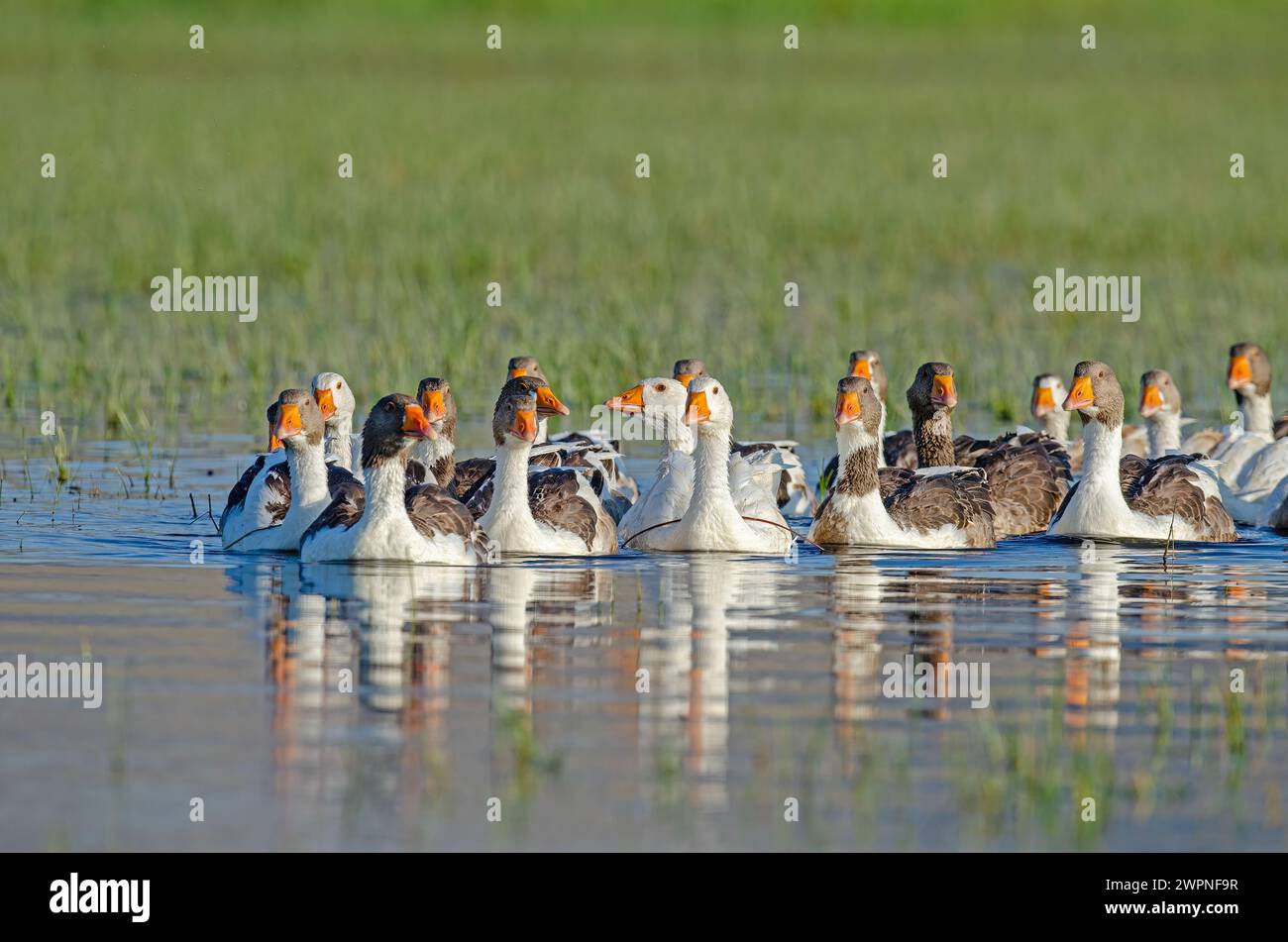 Grey goose on farm swimming hi-res stock photography and images - Alamy