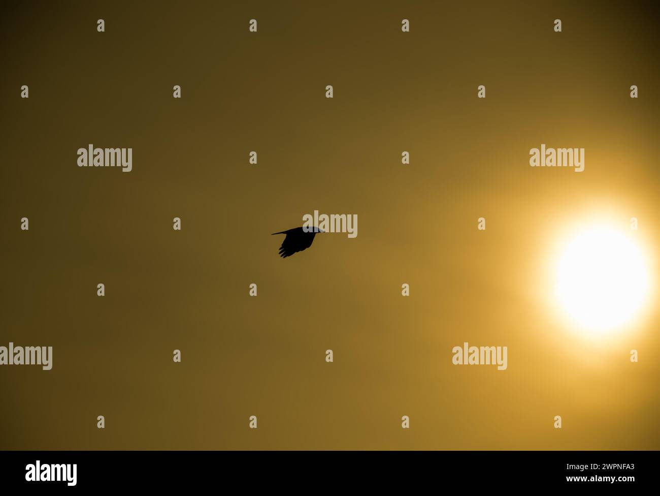 this picture shows a birds returning hone at end of the day , this ...