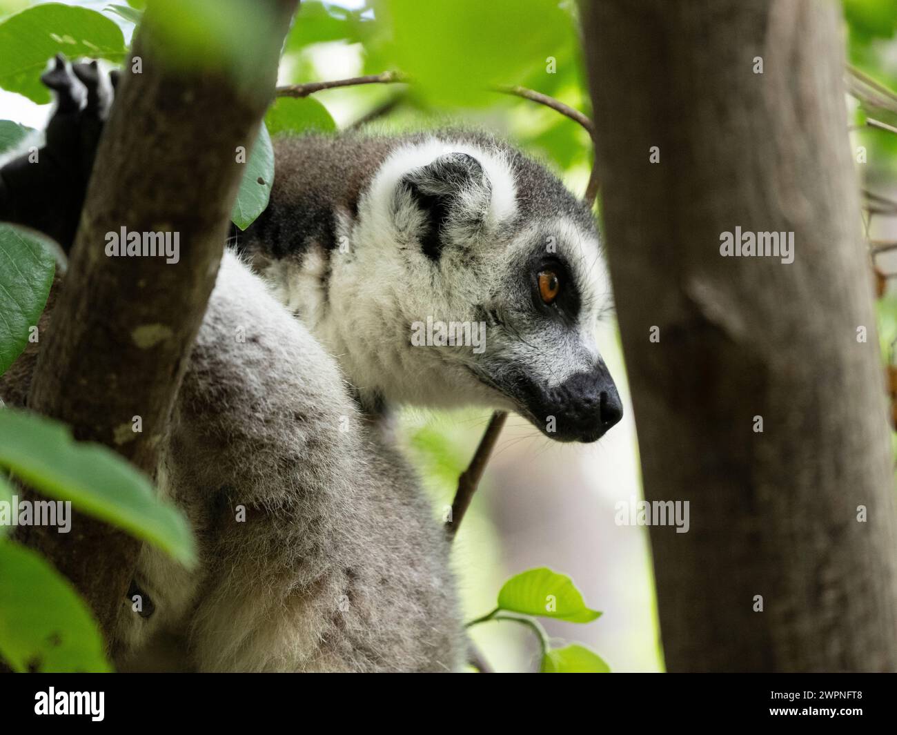 Ring-tailed lemur, Lemur catta, Anja Community Reserve, Haute Matsiatra ...