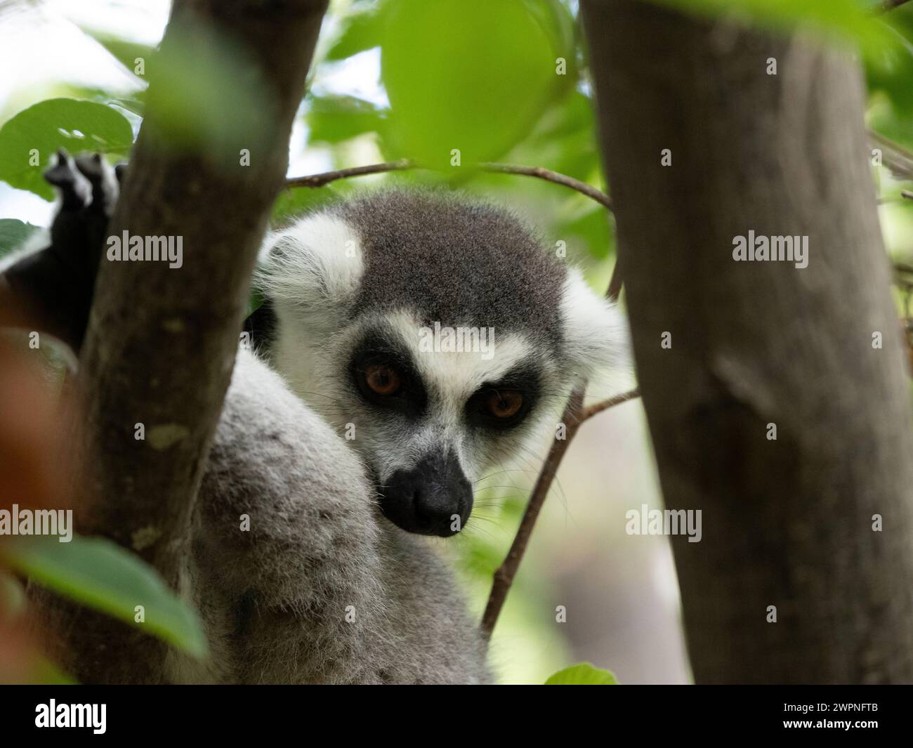 Ring-tailed lemur, Lemur catta, Anja Community Reserve, Haute Matsiatra ...