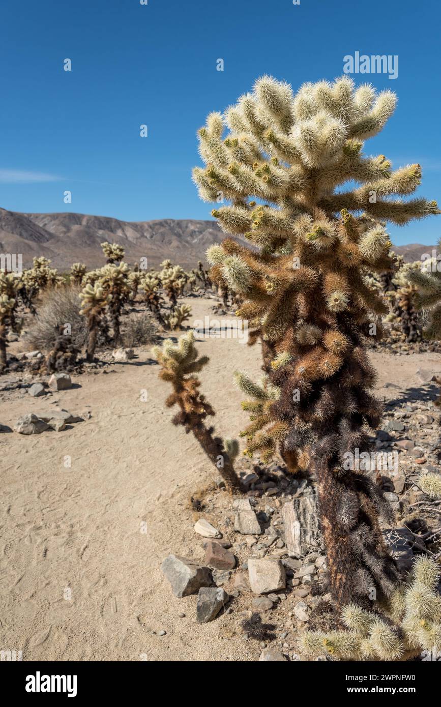 A tall teddy bear cactus greets visitors on the Cholla Garden nature ...