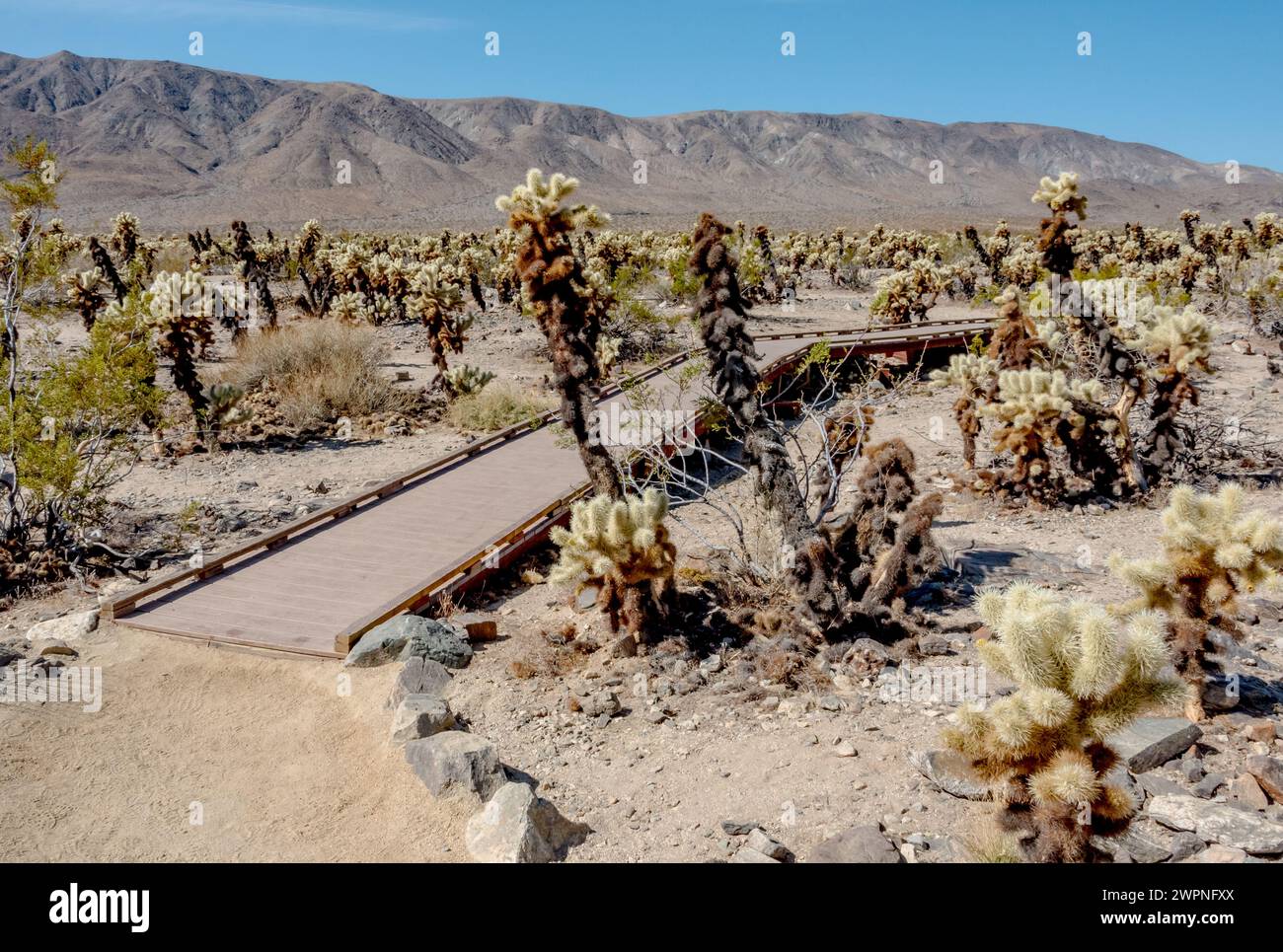 A wheelchair accessible path leads through the teddy bear cholla cactus ...
