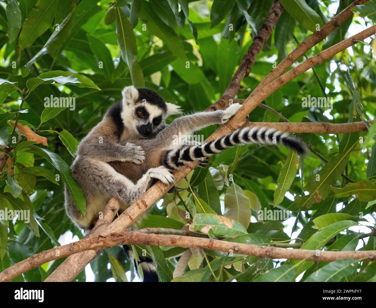 Ring-tailed lemurs, Lemur catta, Anja Community Reserve, Haute ...