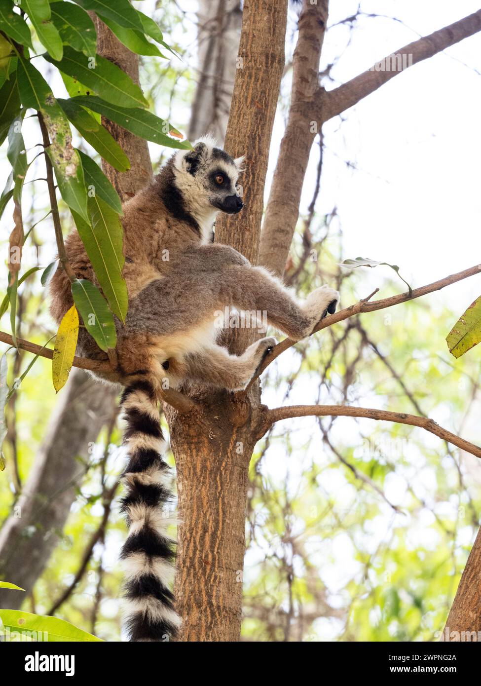 Ring-tailed lemur, Lemur catta, Anja Community Reserve, Haute Matsiatra ...