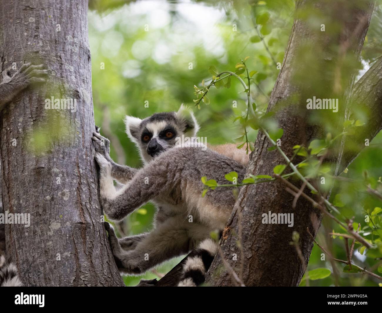 Ring-tailed lemur, Lemur catta, Anja Community Reserve, Haute Matsiatra ...