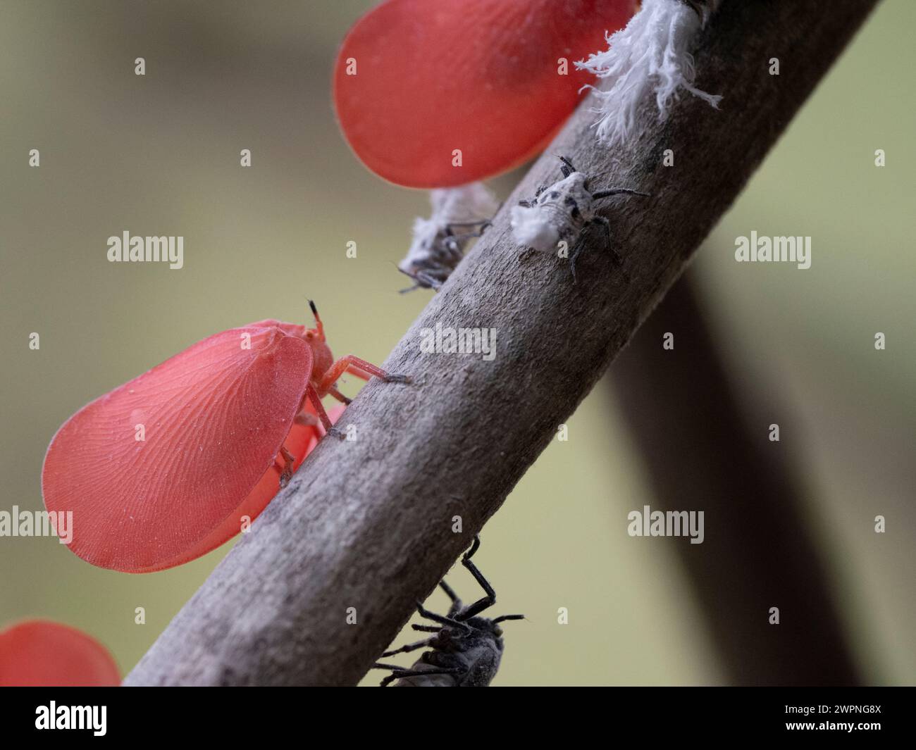 Flatid leaf bugs and nymphs, Flatida rosea, Anja Community Reserve ...